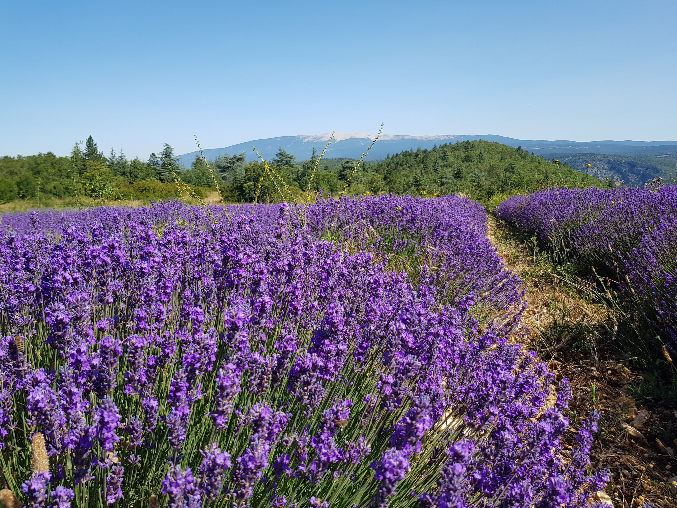 Apprendre à reconnaître les lavandes sauvages de Provence - Mille et ...