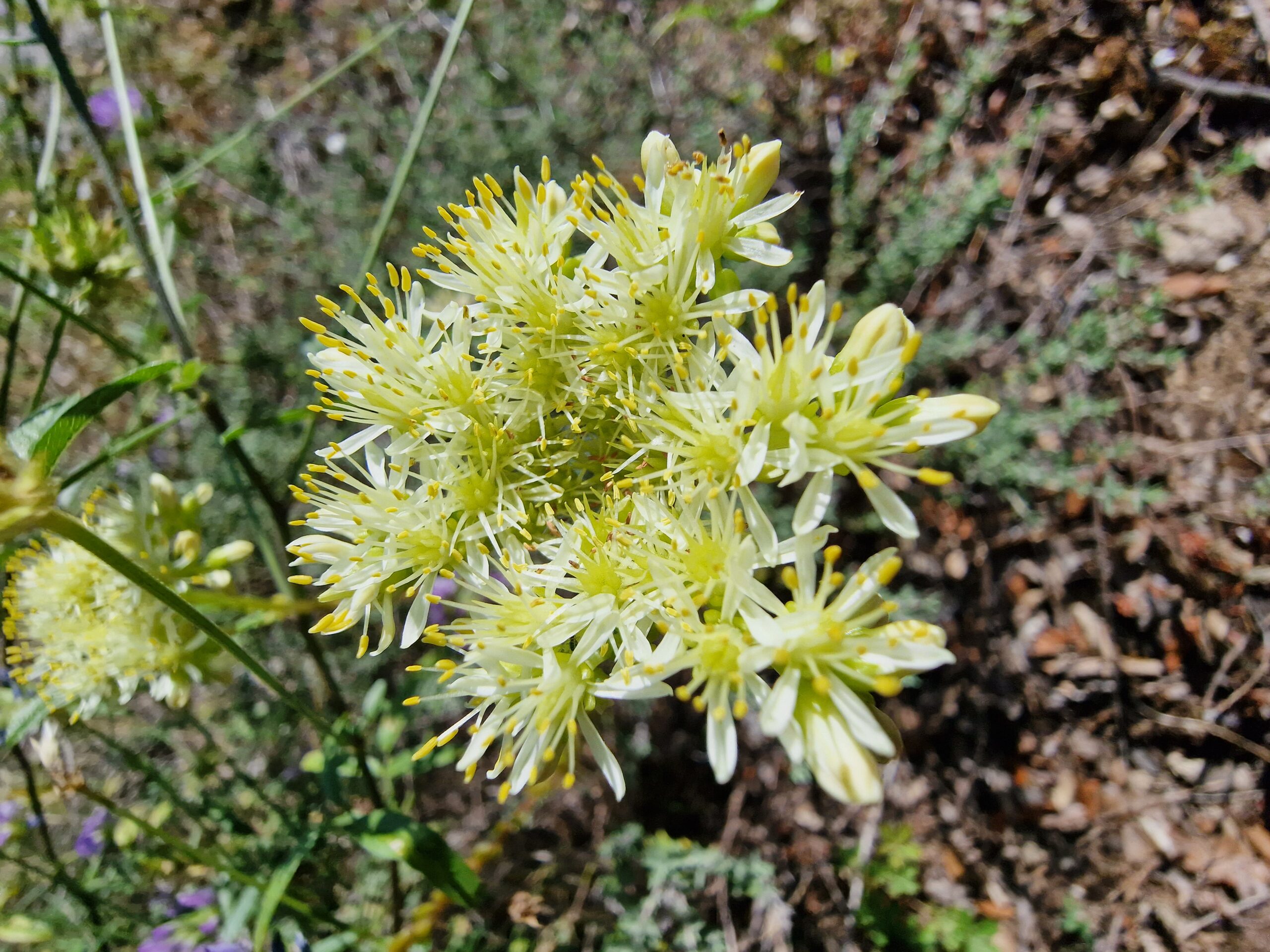 LES SEDUMS - Mille et une plantes LES SEDUMS - Mille et une plantes