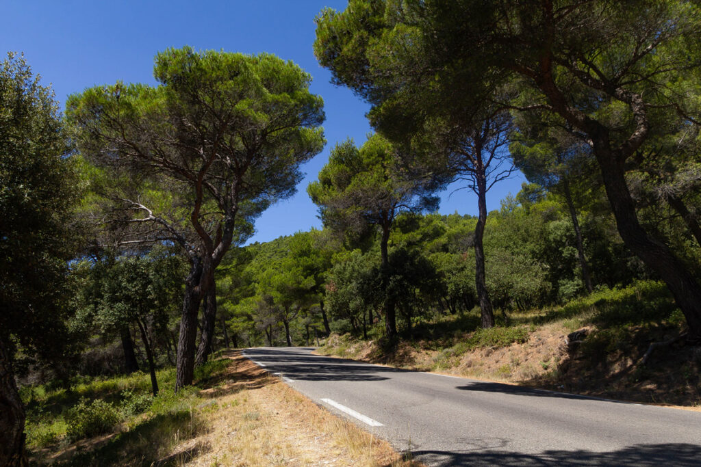 Pin d'Alep - Pinus halepensis Mill. - Mille et une plantes