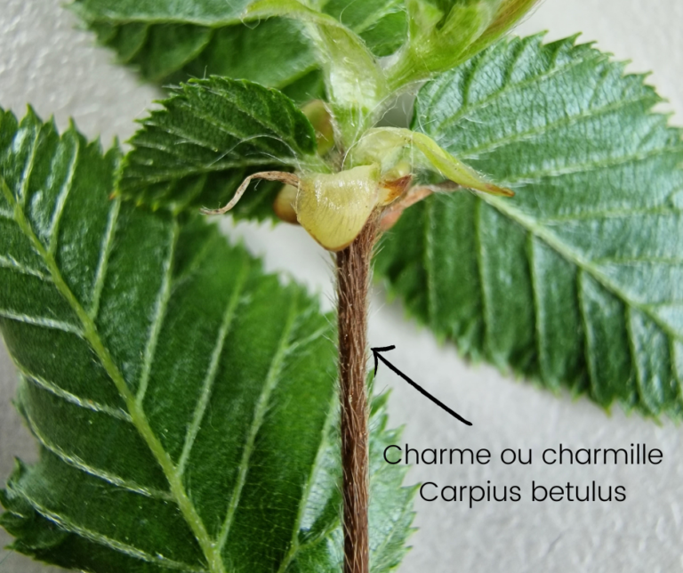 Différencier le charme de l'orme champêtre - Mille et une plantes
