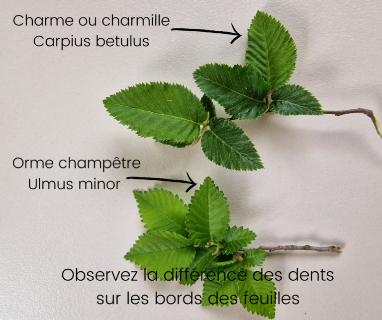Différencier le charme de l'orme champêtre - Mille et une plantes