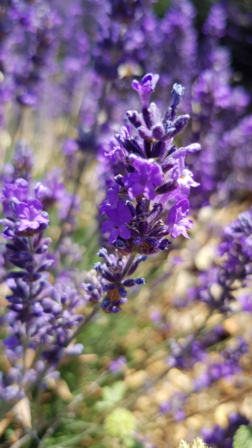 Apprendre à reconnaître les lavandes sauvages de Provence - Mille et ...