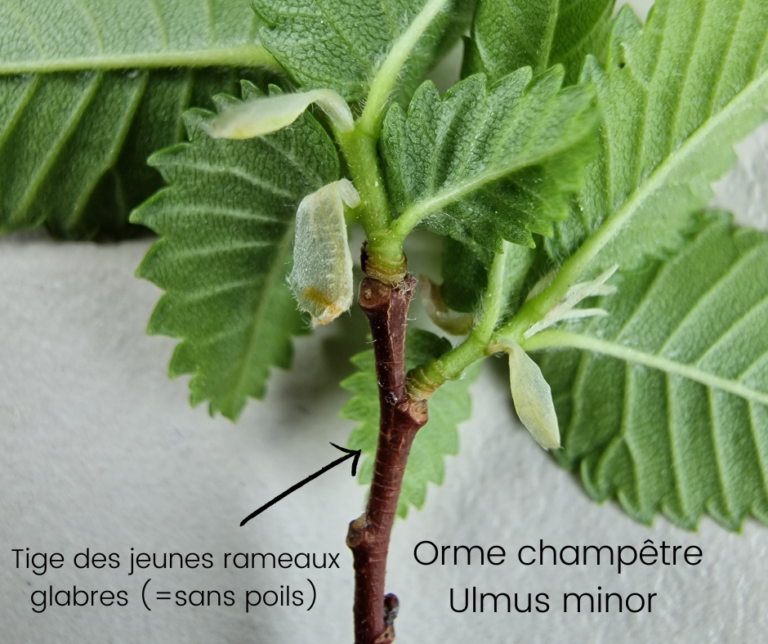 Différencier le charme de l'orme champêtre - Mille et une plantes