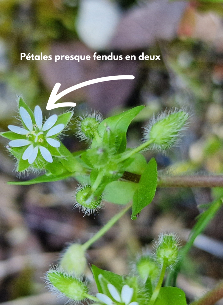 Mouron blanc ou stellaire - Stellaria media, famille des ...
