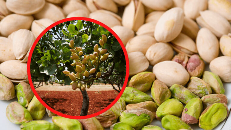 Pistachier térébinthe – Pistacia terebenthus L. - Mille et une plantes